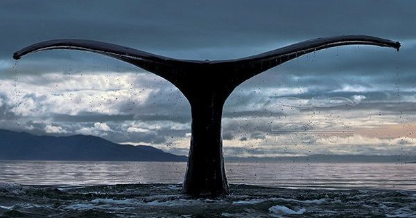 About - Talbot Ocean Gallery