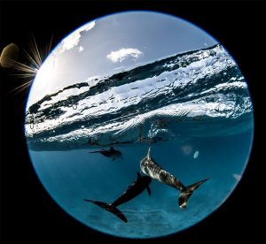 Join Us - Talbot Ocean Gallery